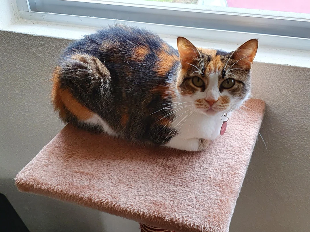 Marble cake loaf. | Scrolller