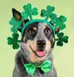 This Cute Australian Cattle Dog For St. Patrick's Day 🍀 💚🤍 | Scrolller
