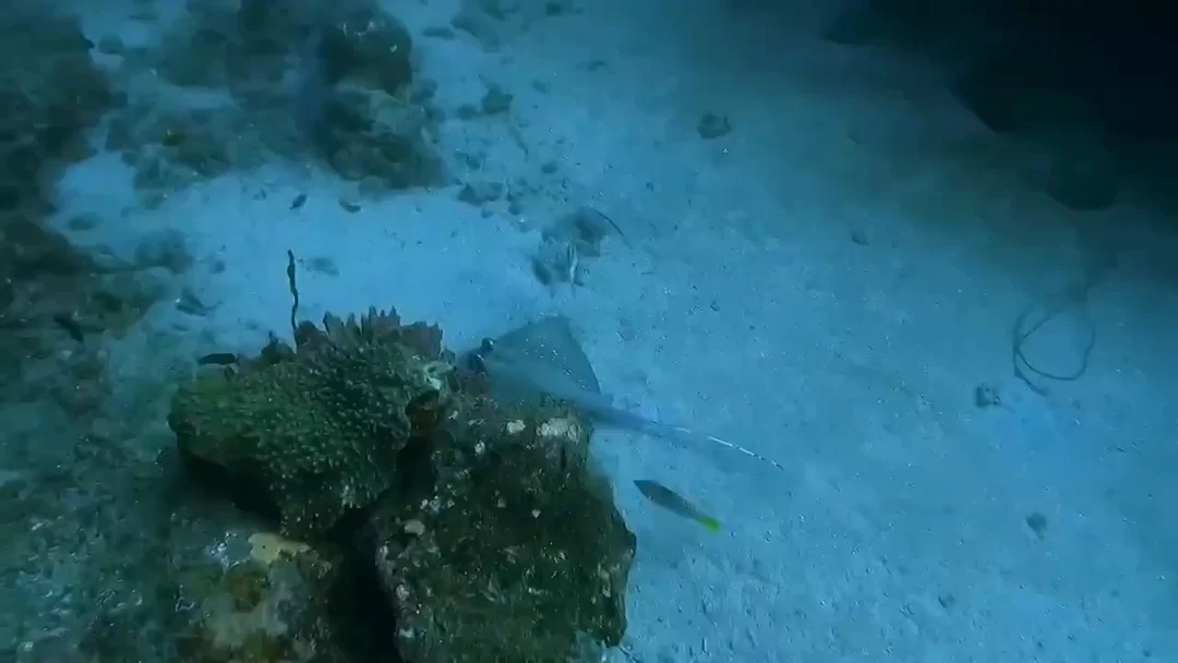 Johnny's Gorge, Havelock Island. April, 23. Saw my first (and only) shark. | Scrolller