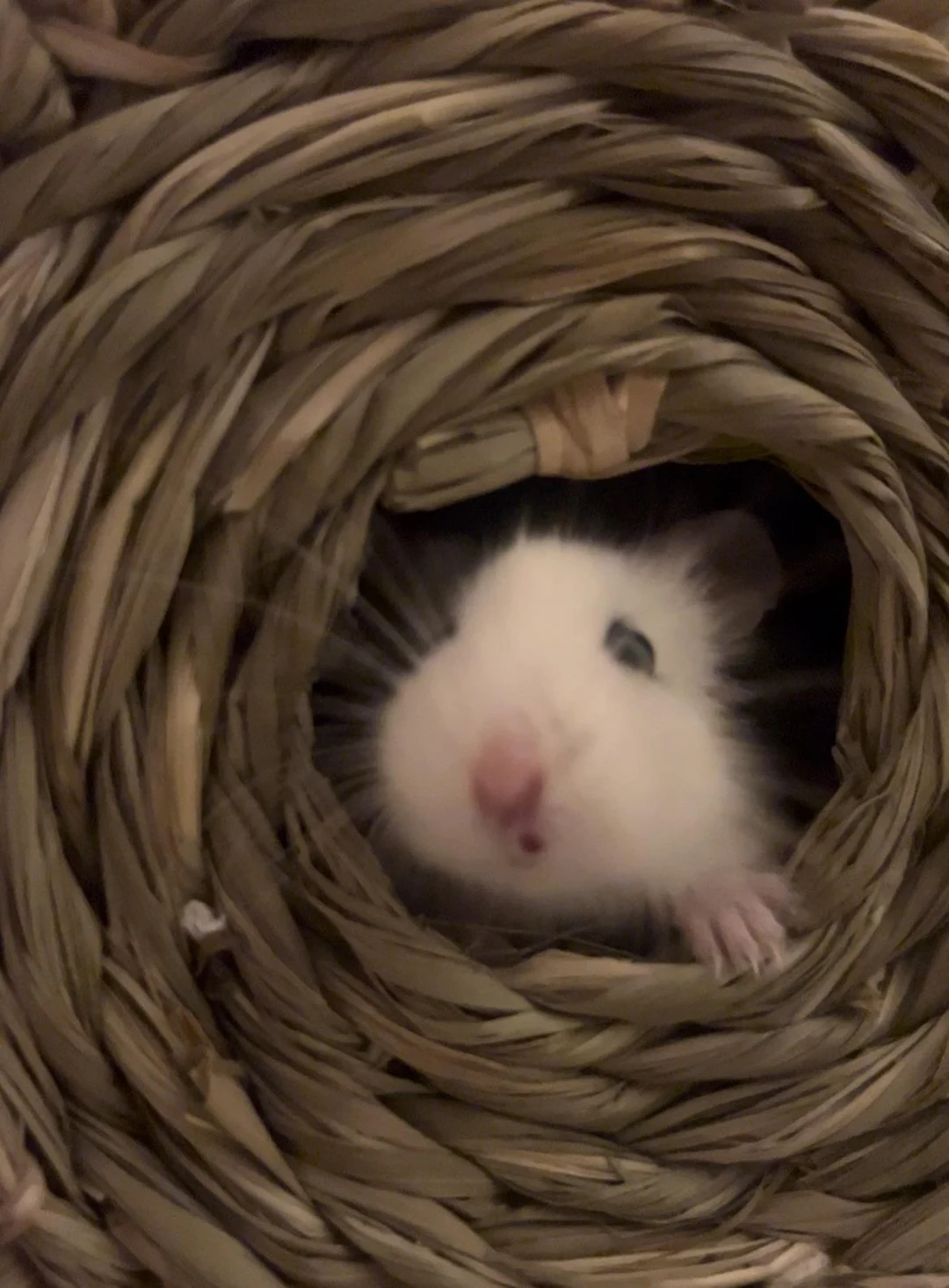 What is this little red spot near her nose? | Scrolller