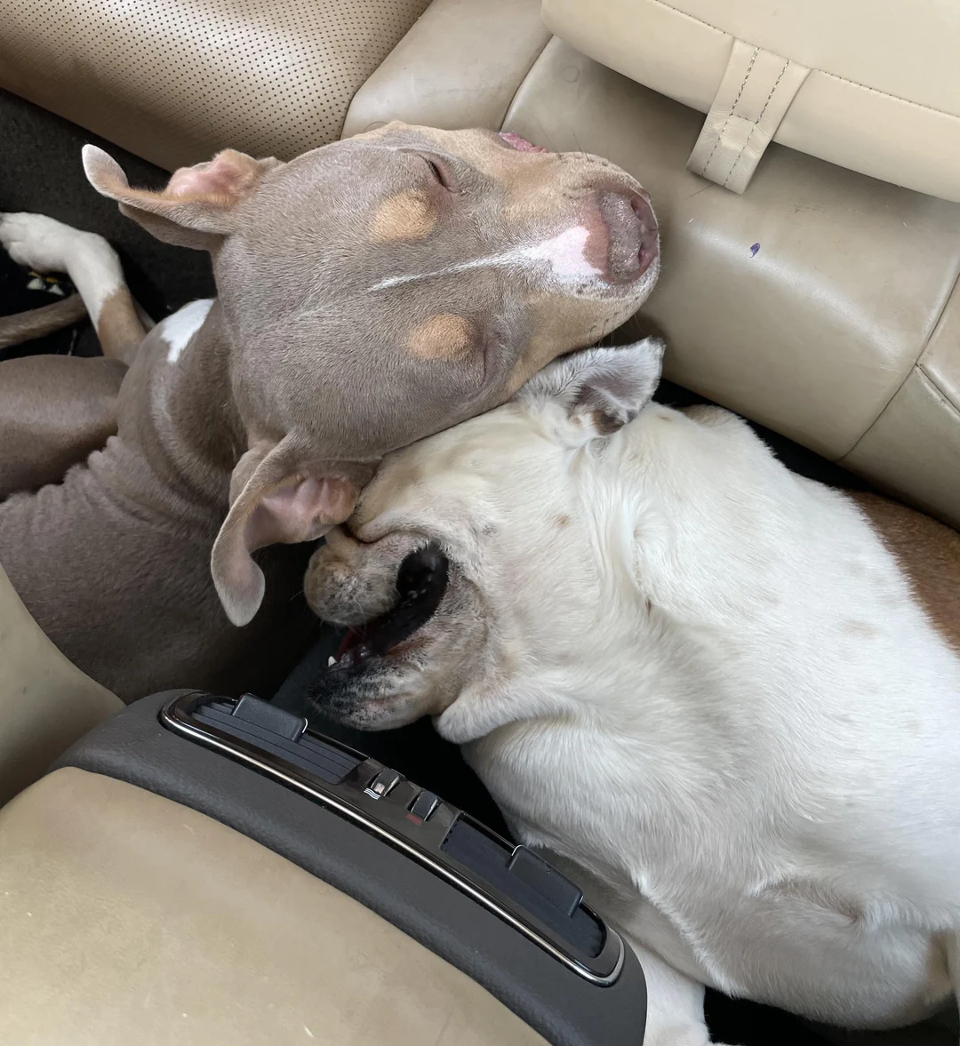 [OC] best buds | Scrolller