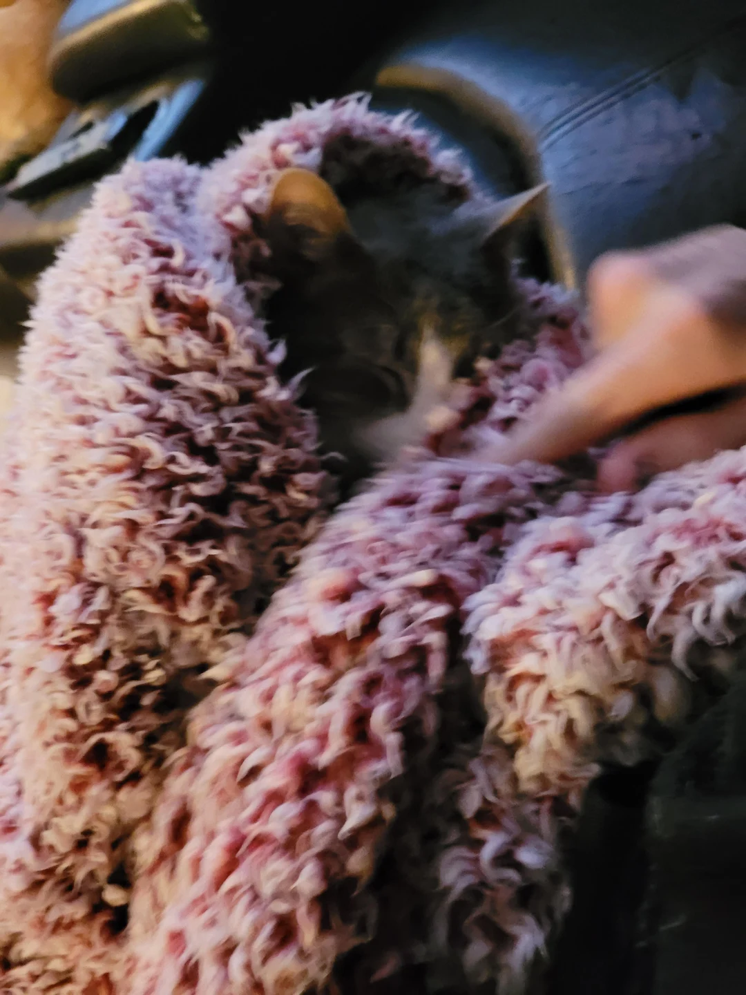 Phattums (Phantom) snuggled up | Scrolller