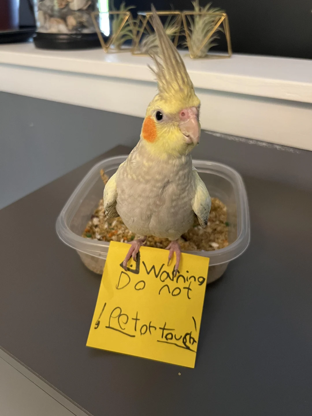 Beware of Birb! | Scrolller