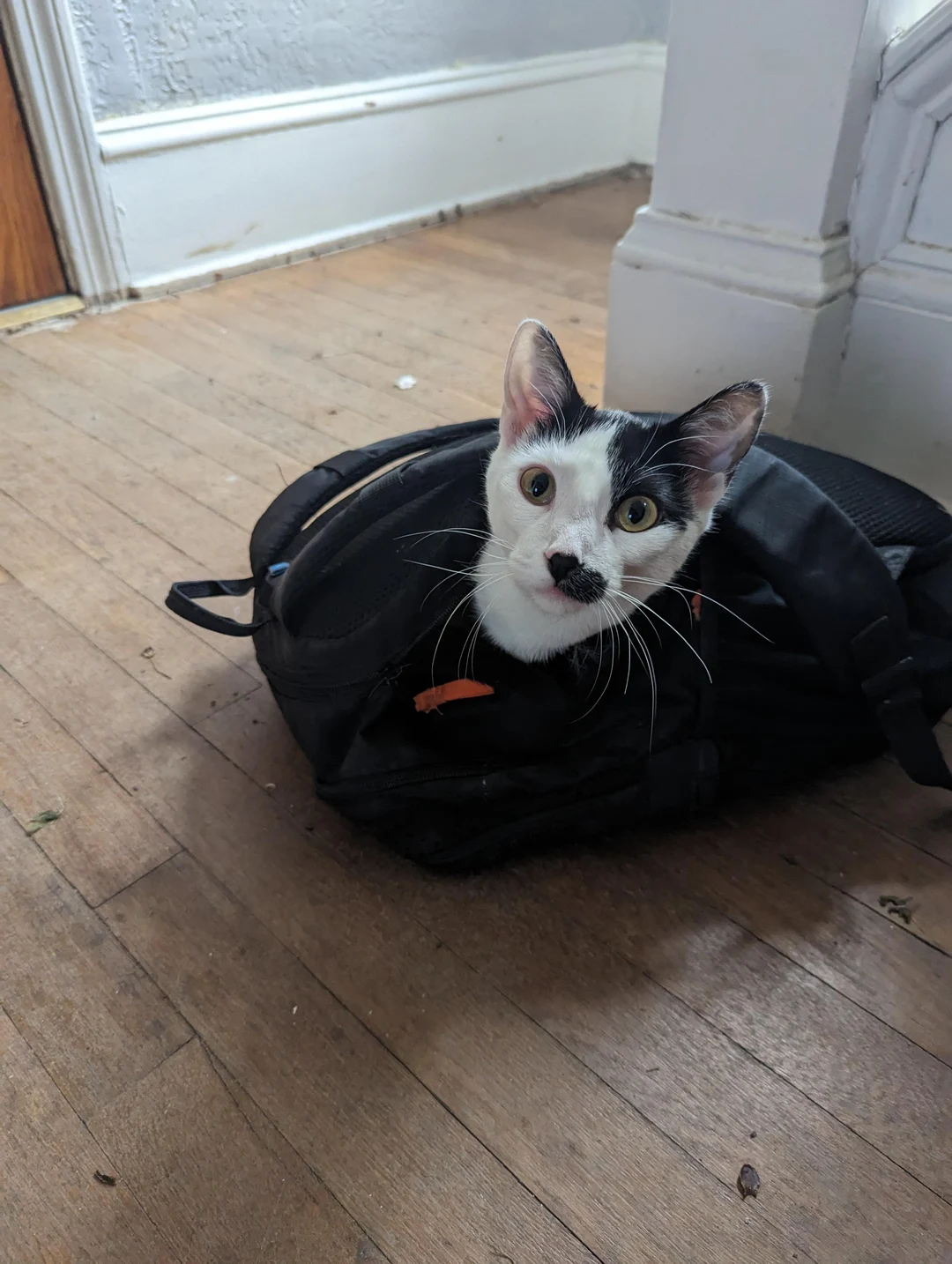 Backpack turtle | Scrolller