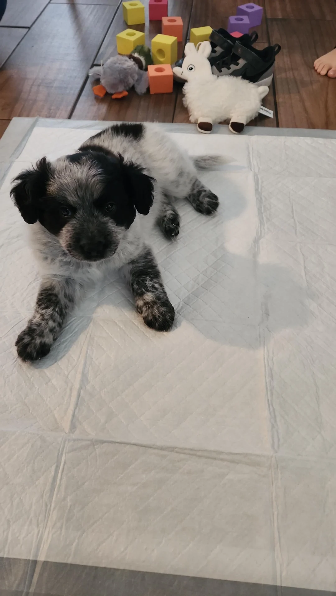 Need help naming him | Scrolller