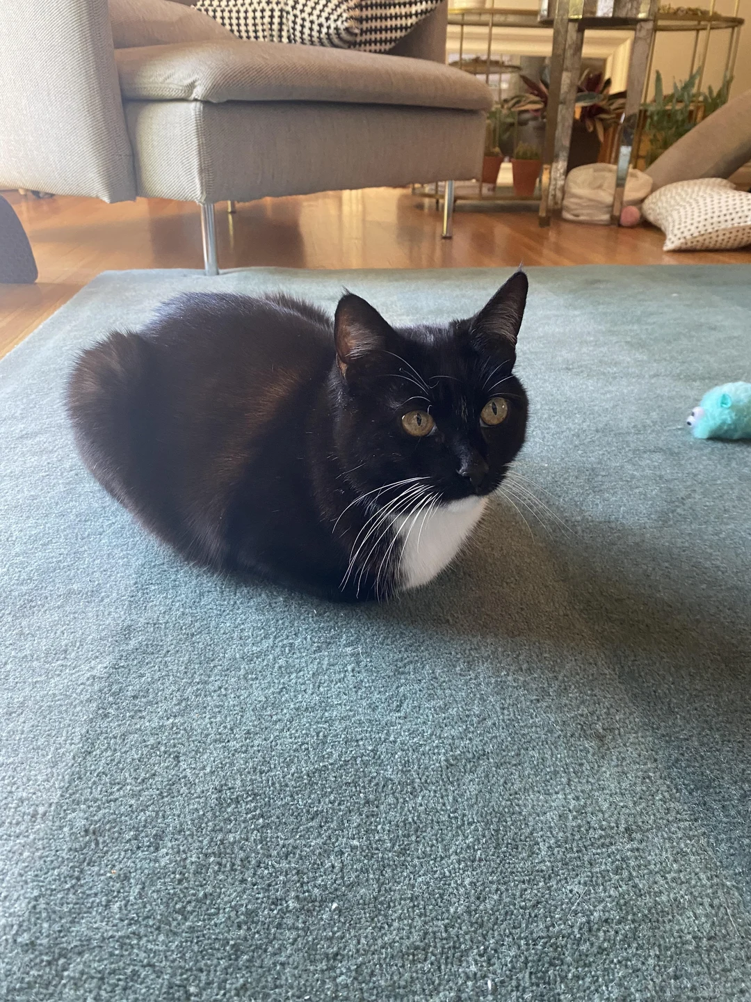 Petite loaf | Scrolller