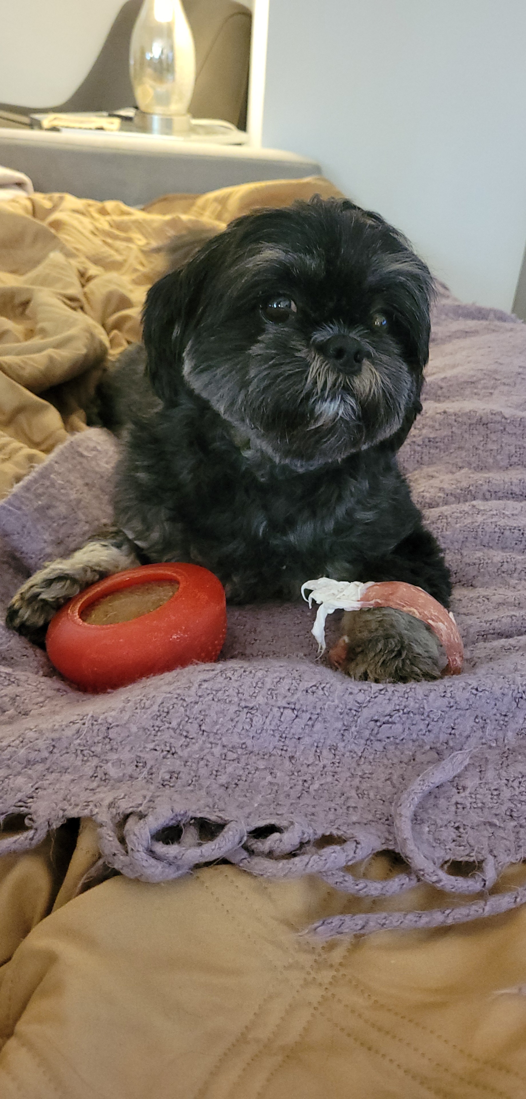 Double Fisting Shih Tzu 🐶😋 | Scrolller