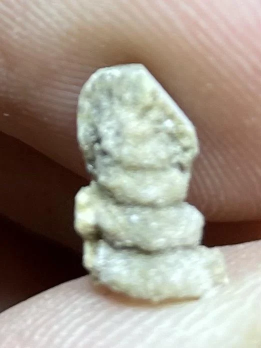 Tiny snail steinkern | Scrolller