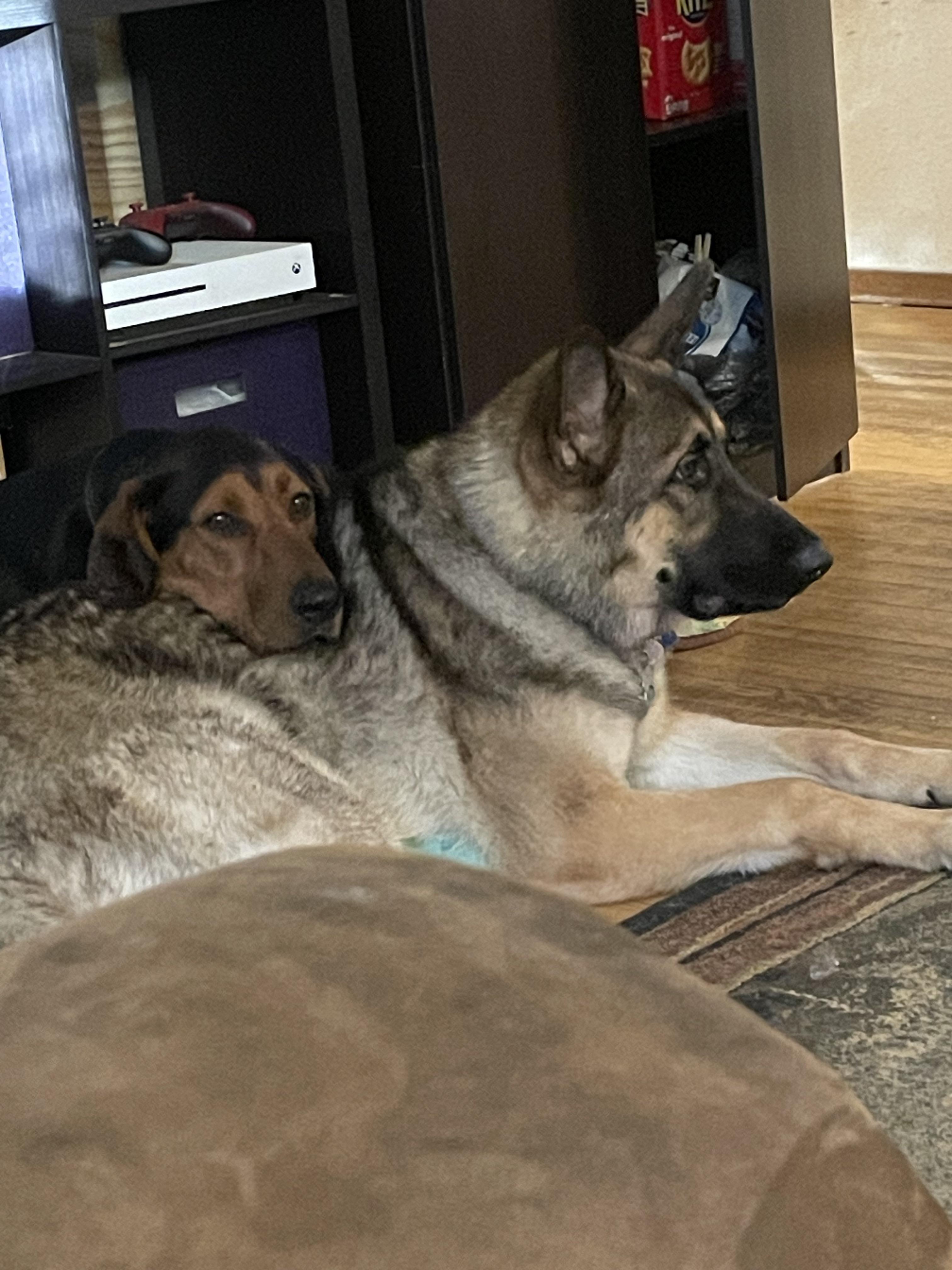 Site down so here’s my dogs | Scrolller