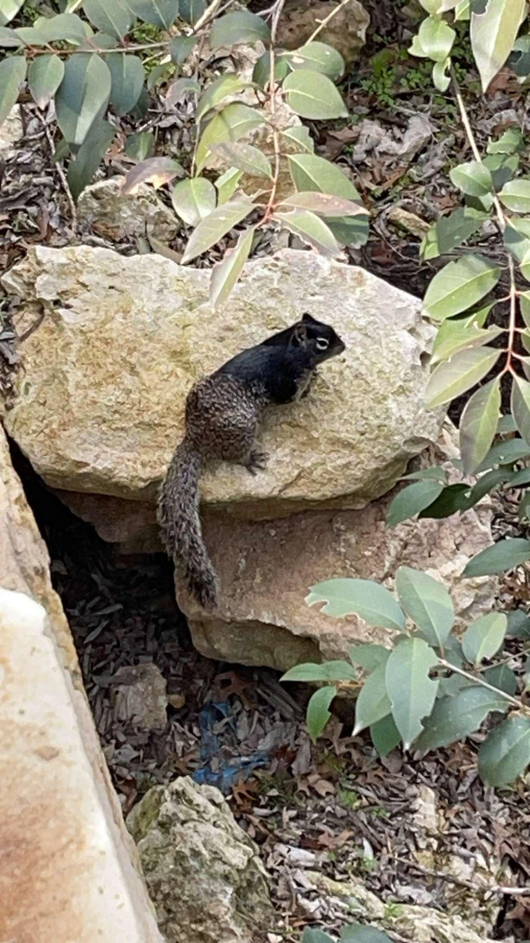 Discover more like Squirrels: Rock squirrel! and Related Content | Scrolller