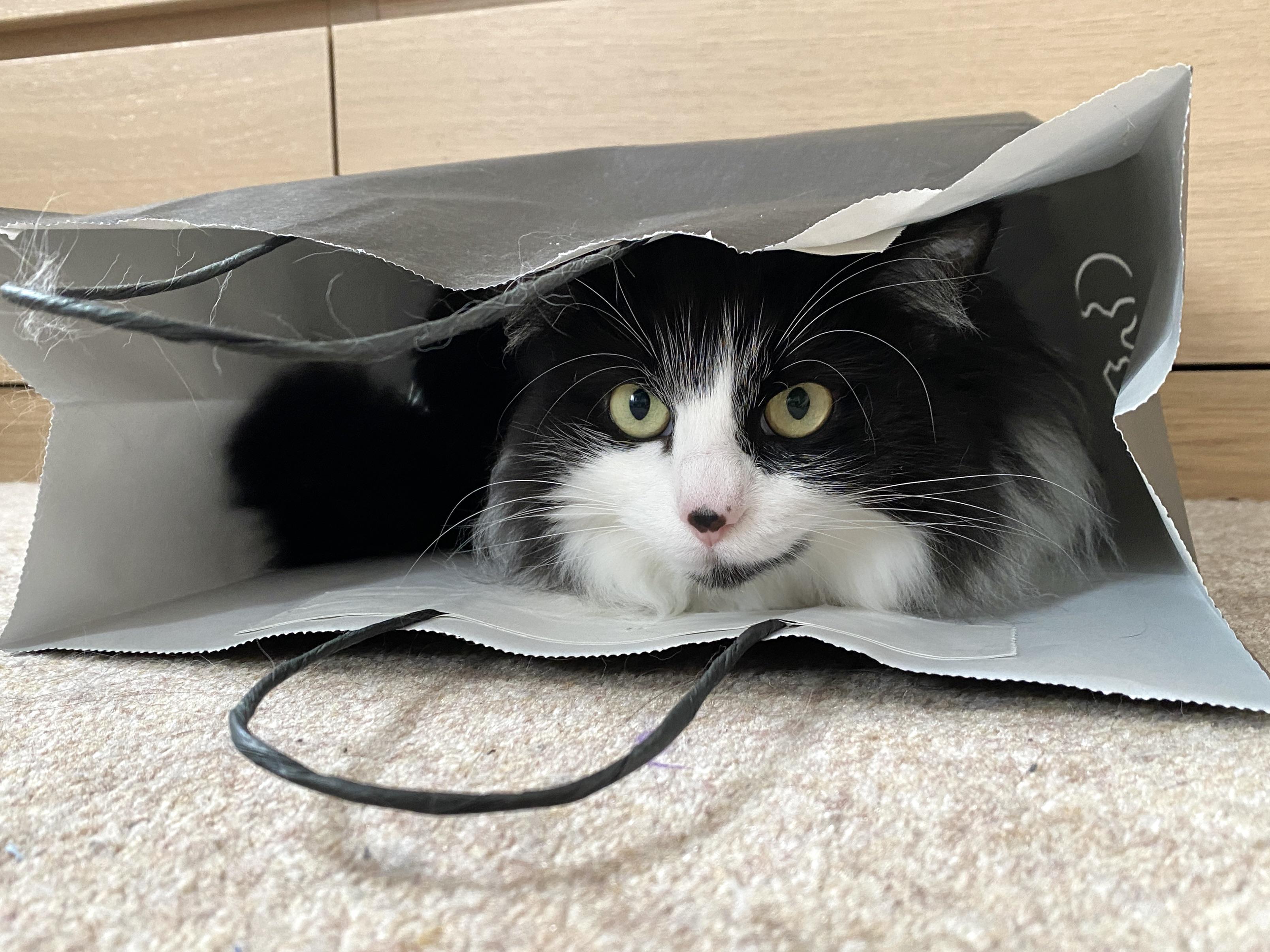 bag cat alert! | Scrolller