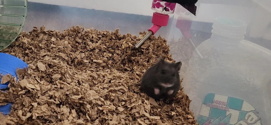 Storm has peacefully crossed the rainbow bridge | Scrolller