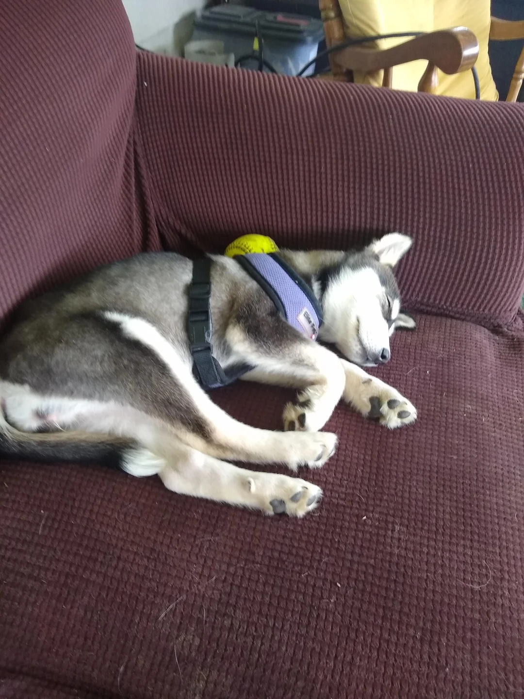 First day of having her, she is a sweet puppy | Scrolller