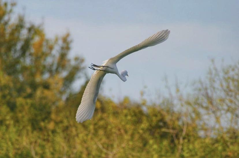 Nothing better then seeing a Great egret mid flight. | Scrolller