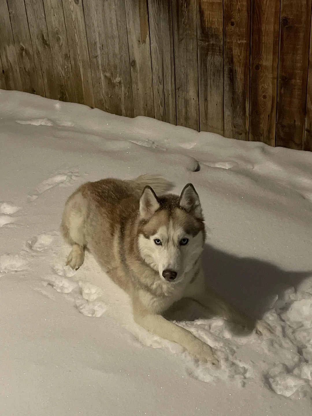 Red Husky | Scrolller