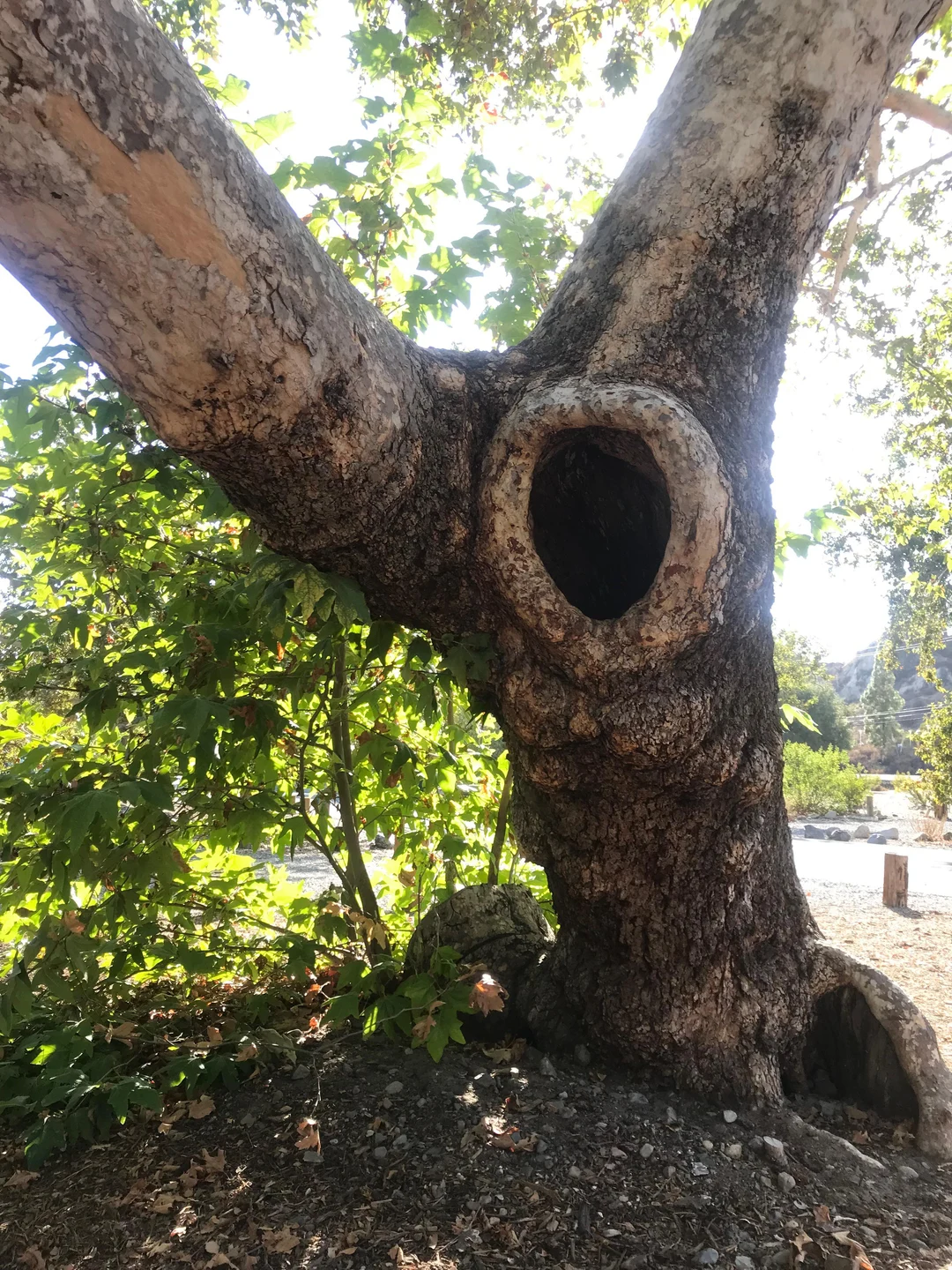 O’niel Campgrounds Butthole | Scrolller