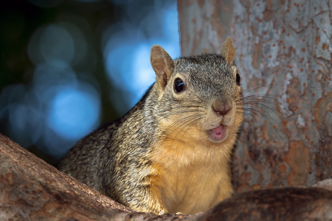 Squirrel | Scrolller