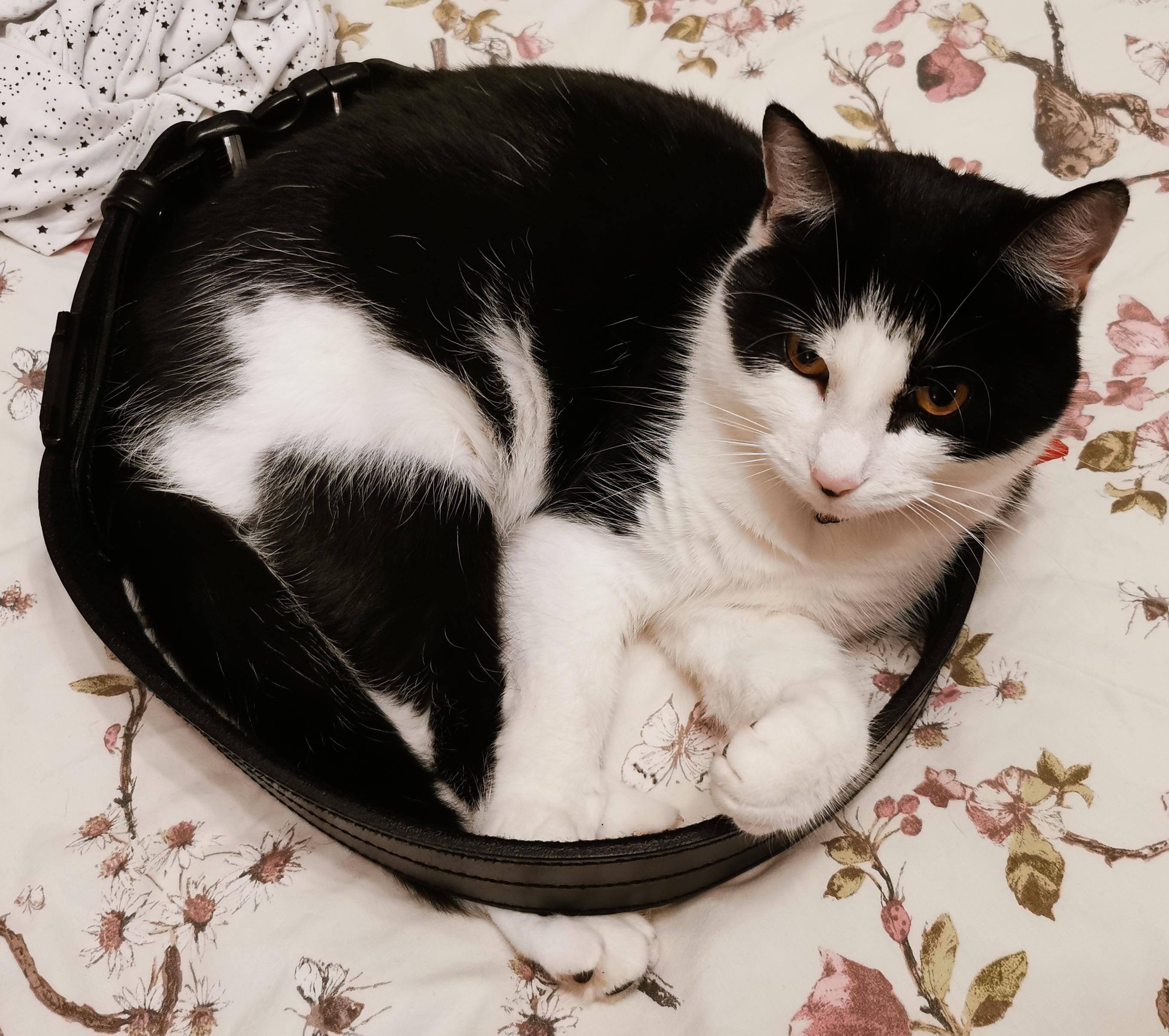 Pixie get caught in cat-traps all the time. This one was a belt left on the bed. | Scrolller