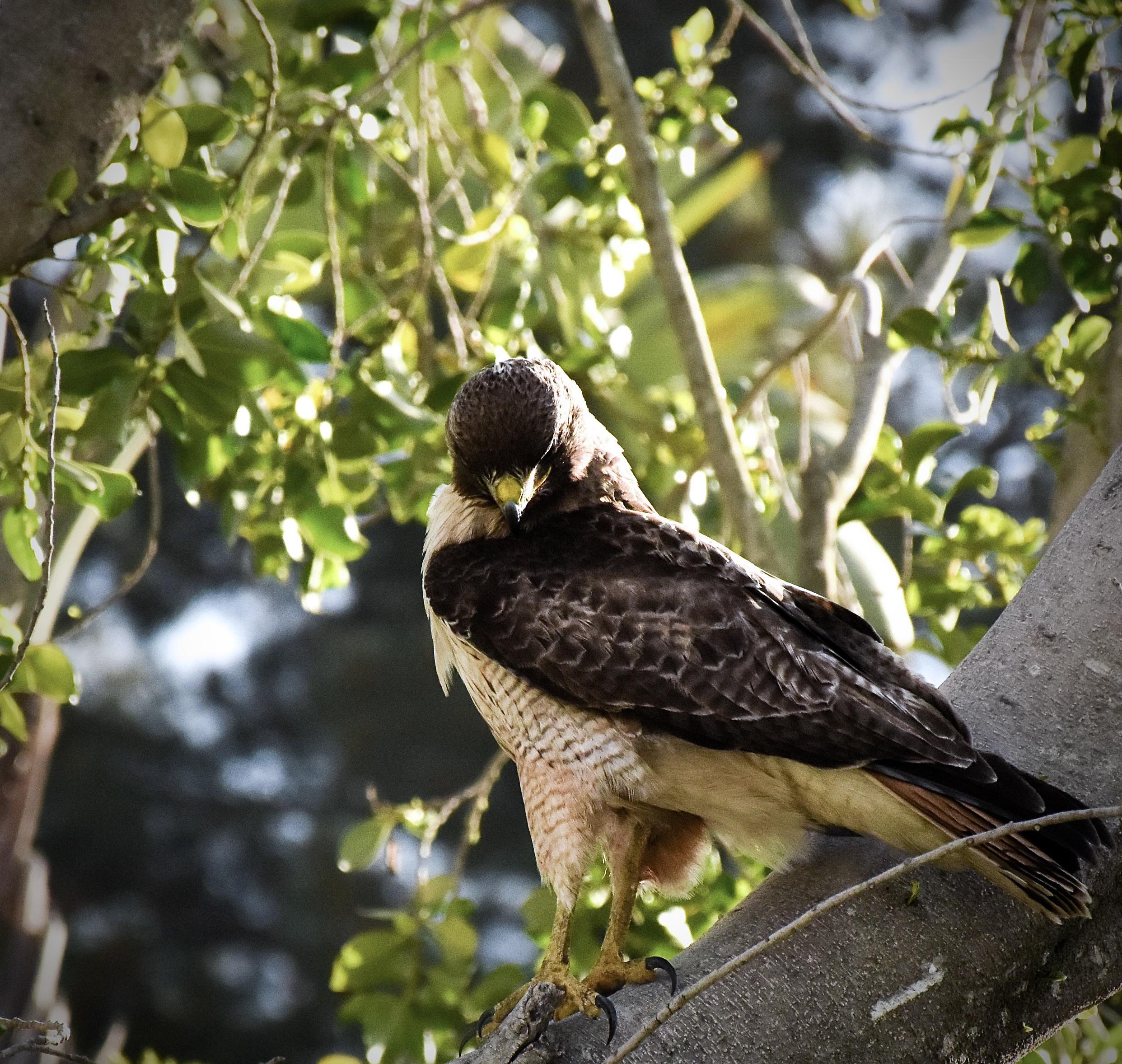 Hawk activities | Scrolller