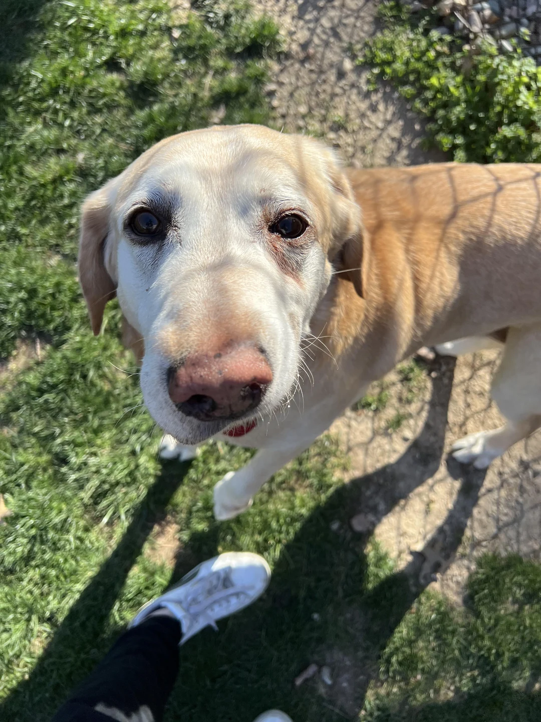 Happy Rocky | Scrolller