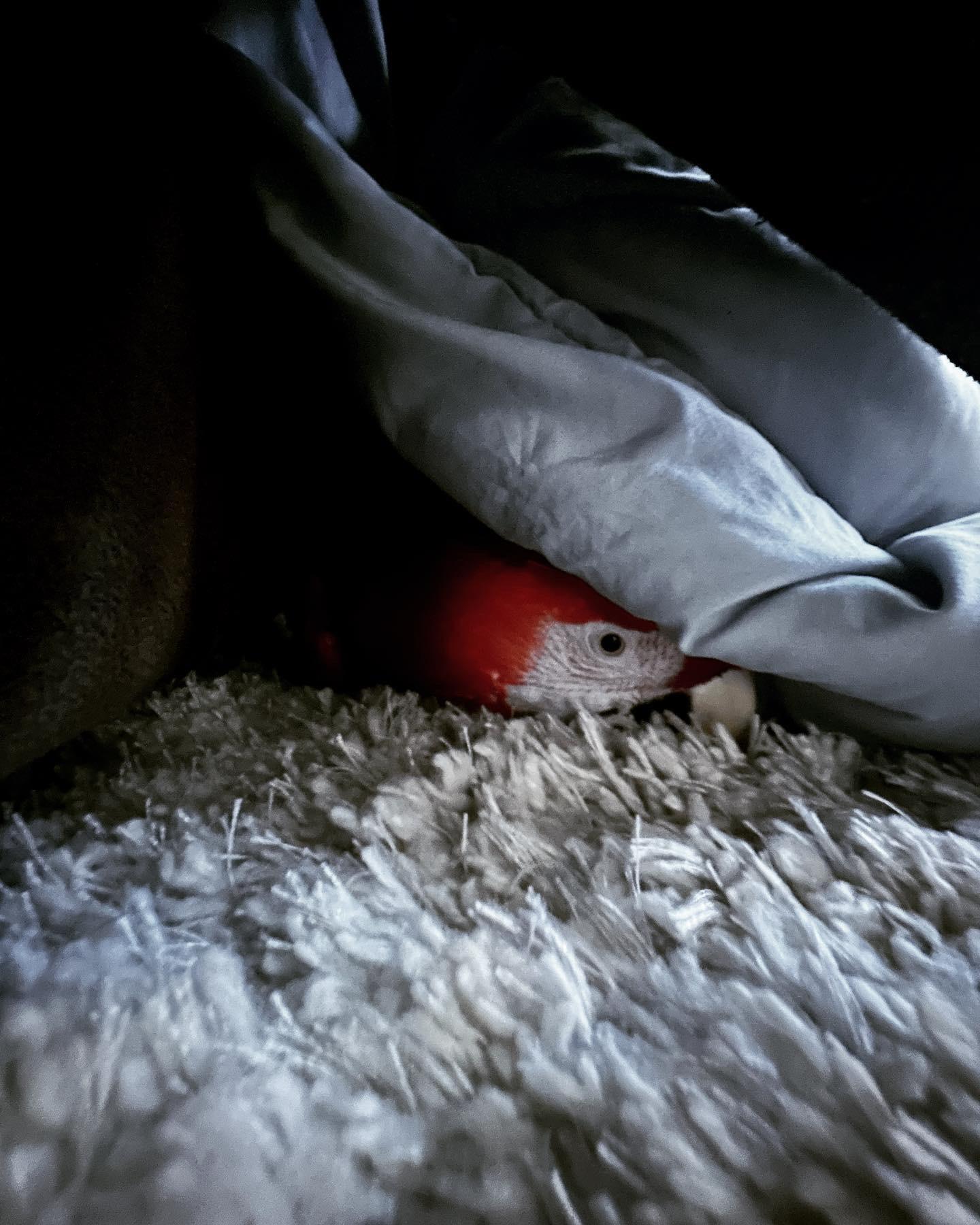 Bonjour! | Scrolller