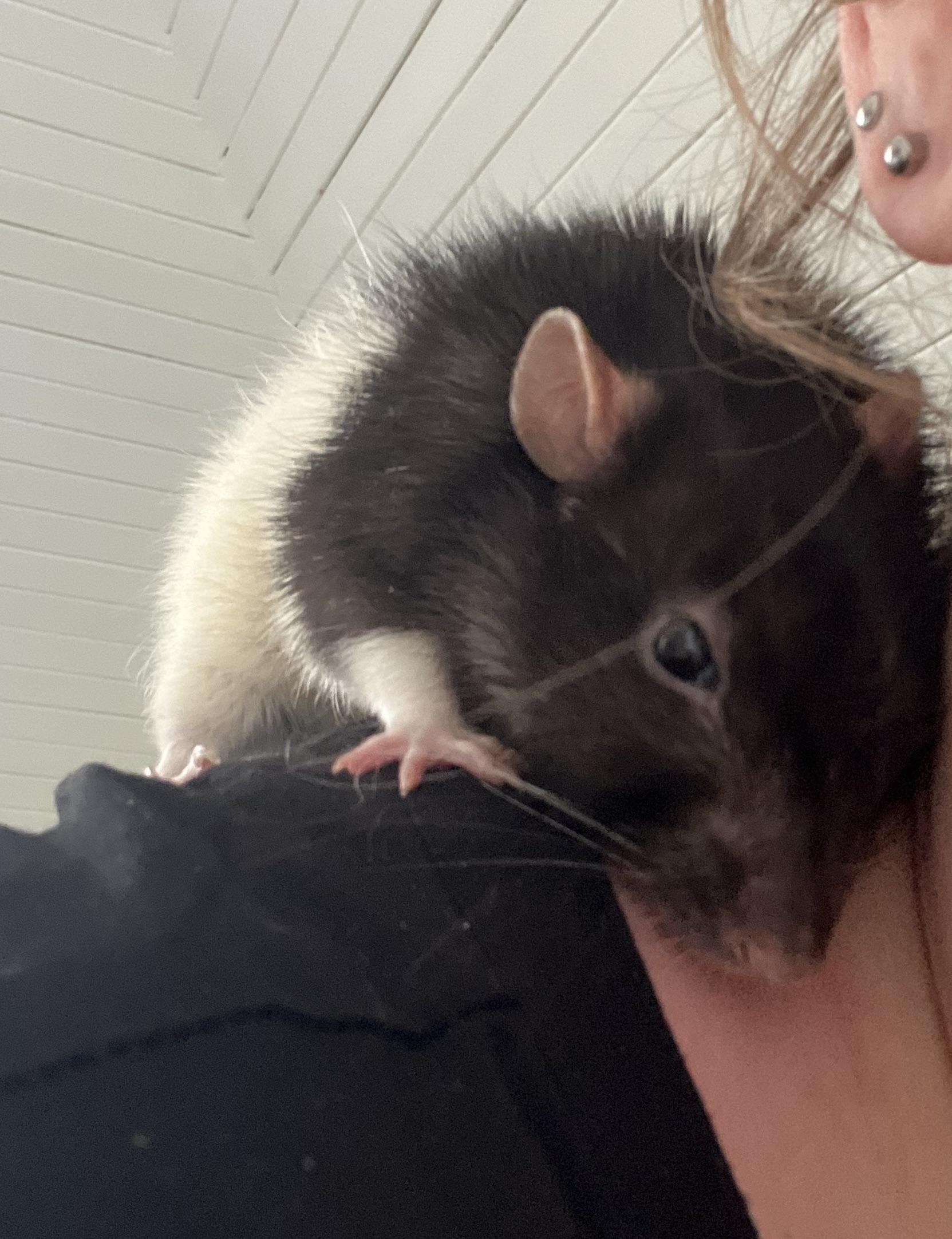 Tiny Friend Milo | Scrolller