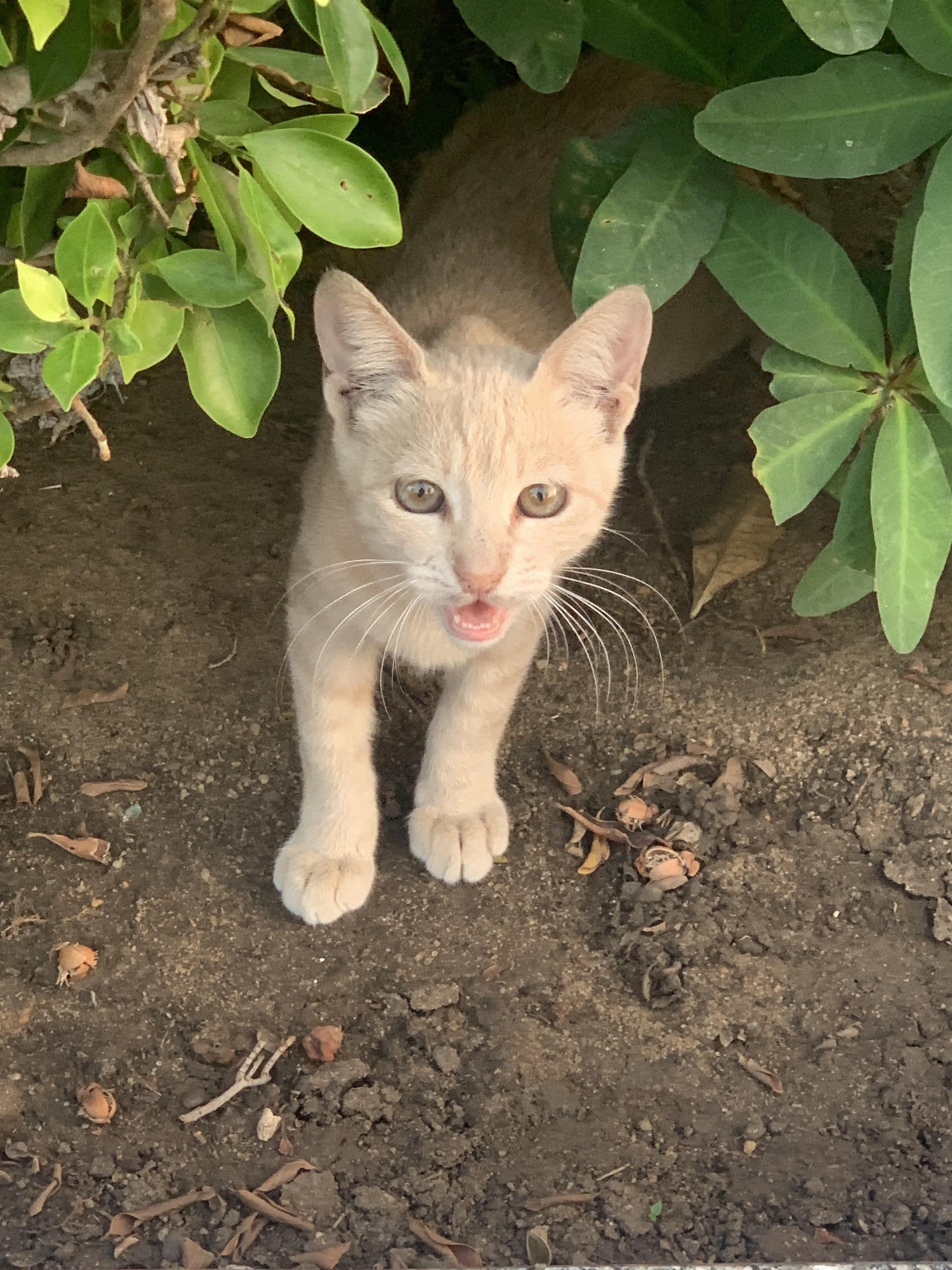 Street cat in Cairo | Scrolller