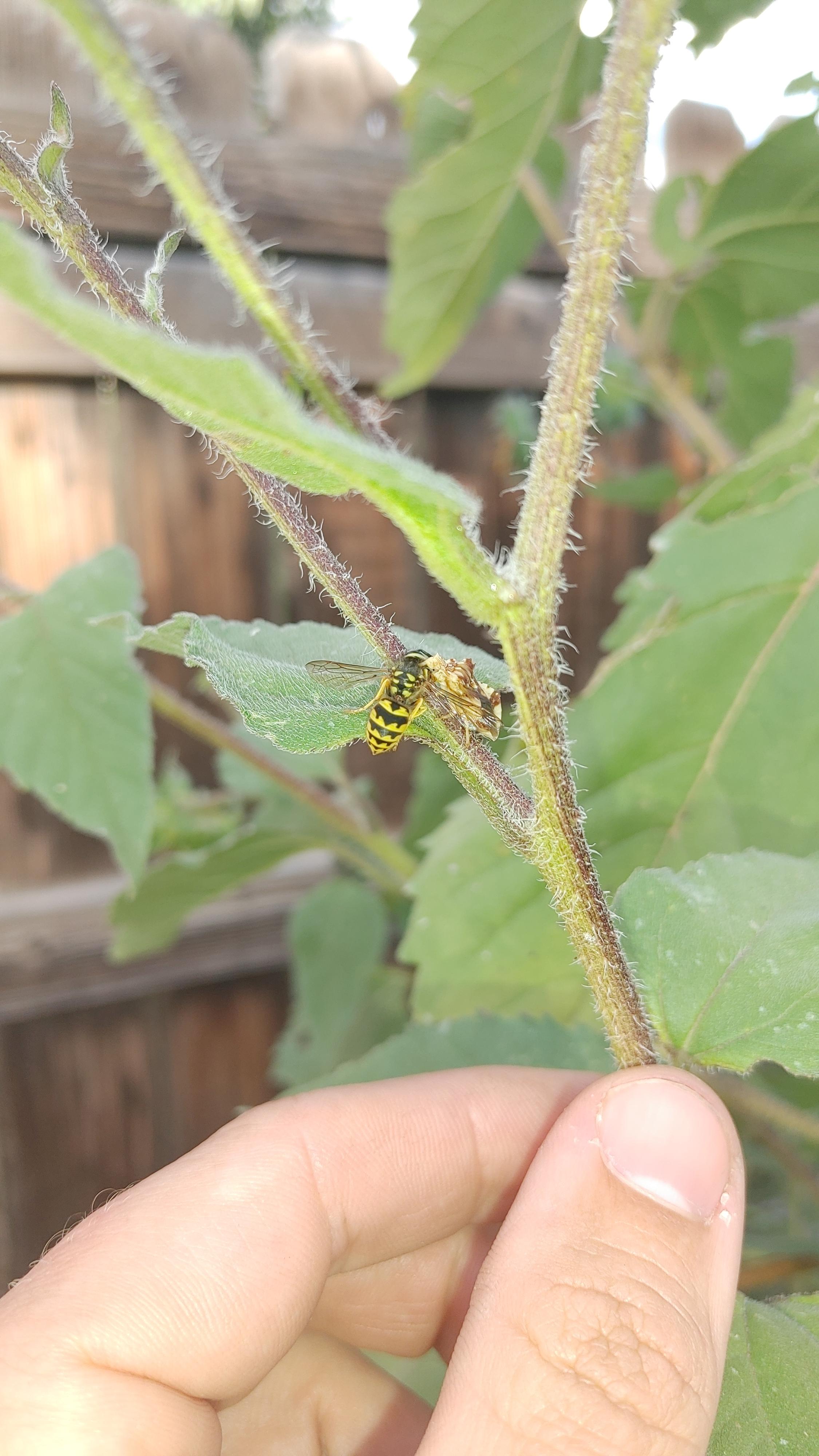 Strange insect in Colorado | Scrolller