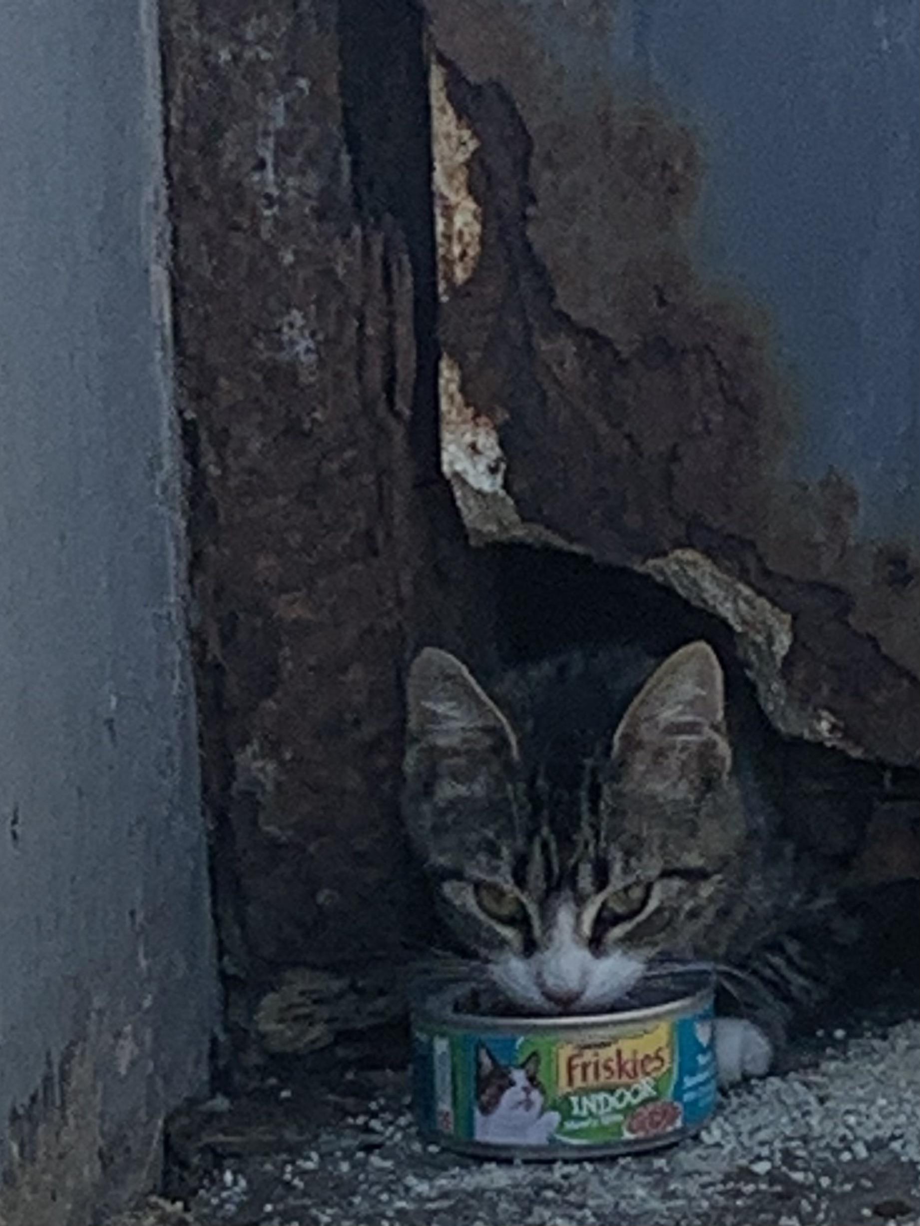Discover more like Catpics: I fed a stray kitten that hides in a door hole. It’s paw looks hurt ...