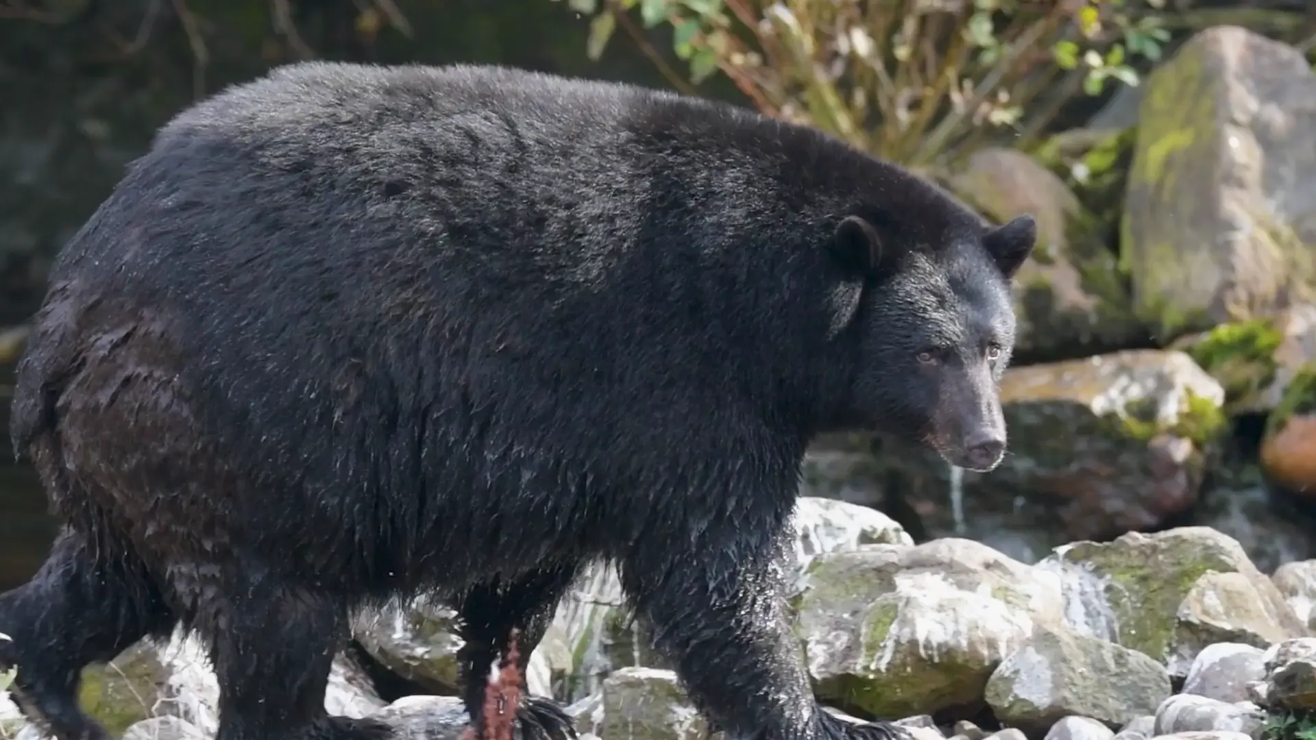 Big Bertha Walks The Walk [OC][Vancouver][@bodkinsbestphotography] | Scrolller