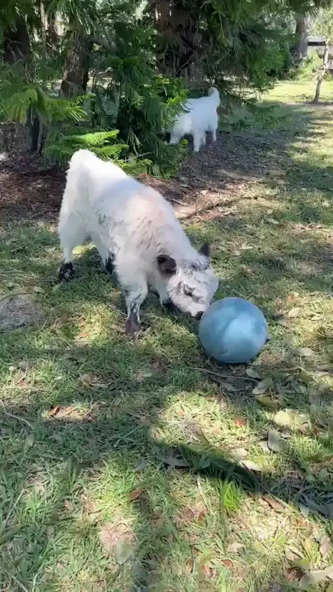Big Blue Bouncy Ball | Scrolller