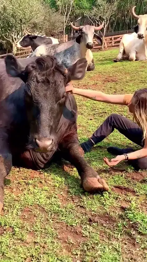 Big boye can't resist a hug | Scrolller