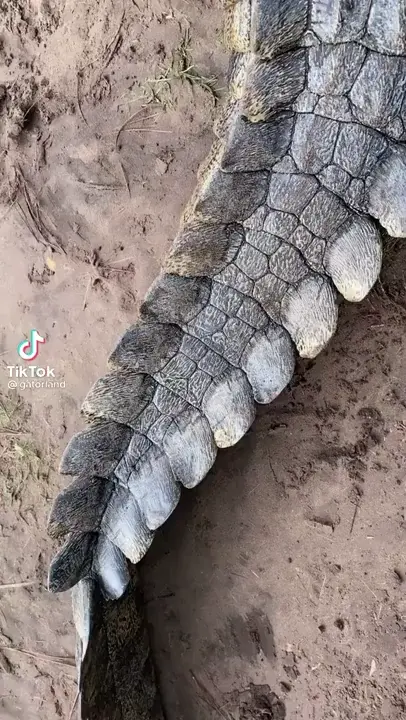Big ole girl with her trainer at Gatorland | Scrolller