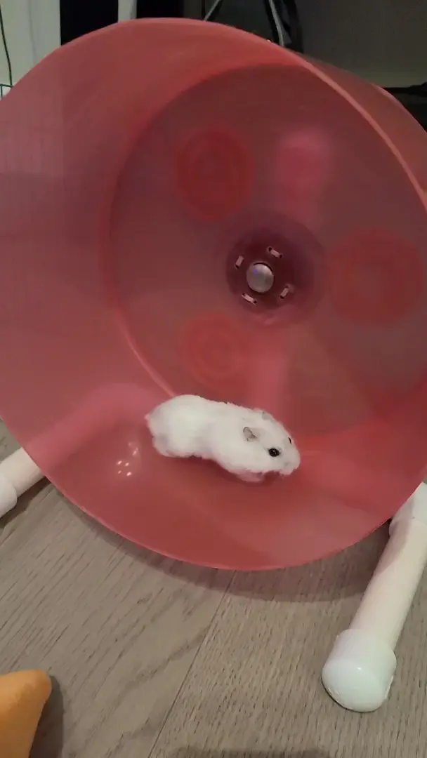 Big wheel small sylvester | Scrolller