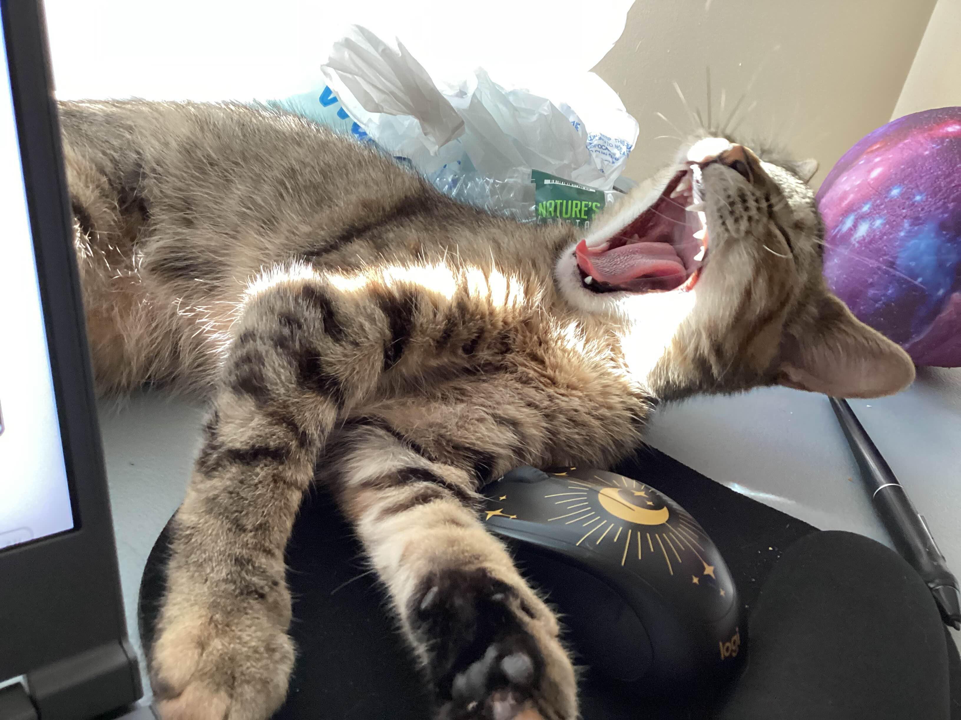 Big yawn | Scrolller