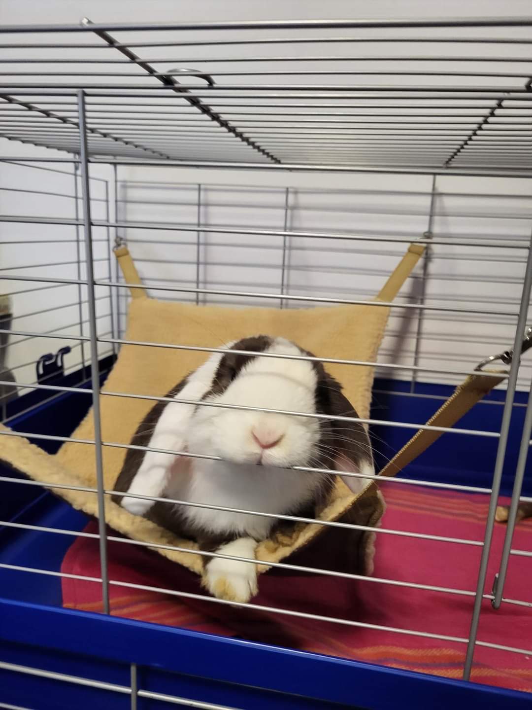 Quick question, my boys had castration last week and I don't know when ...