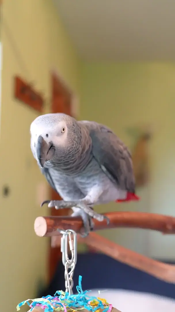 Bird Attack | Scrolller