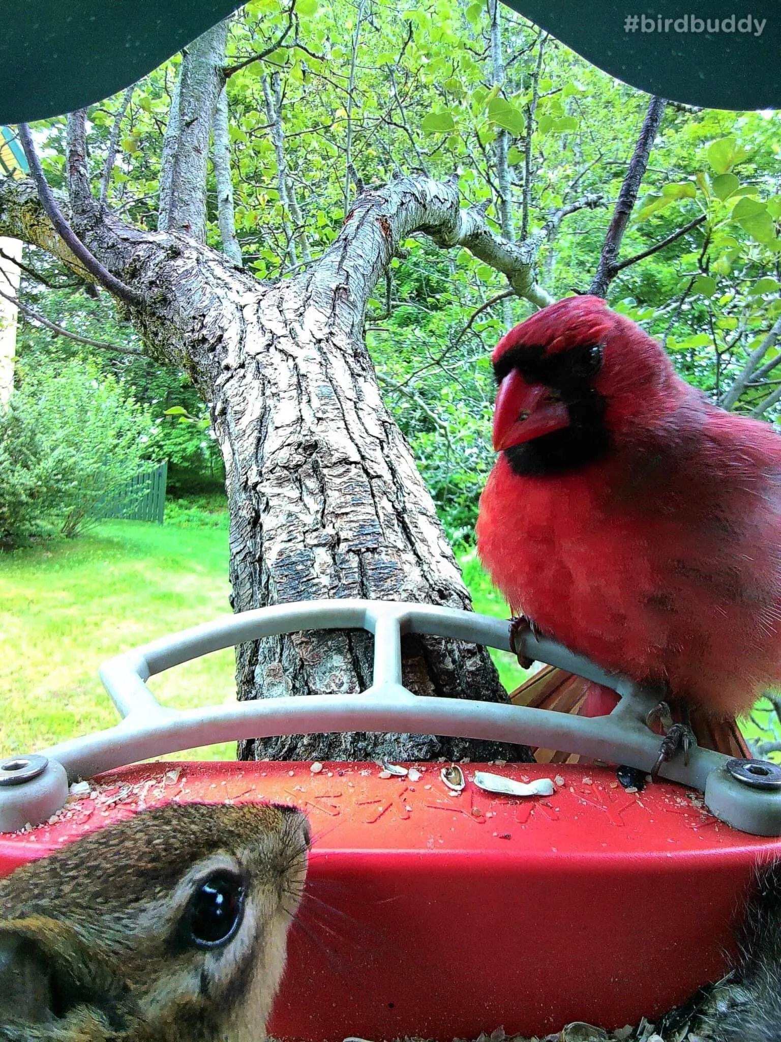 Bird feeder wars: Squirrel vs. Northern Cardinal | Scrolller