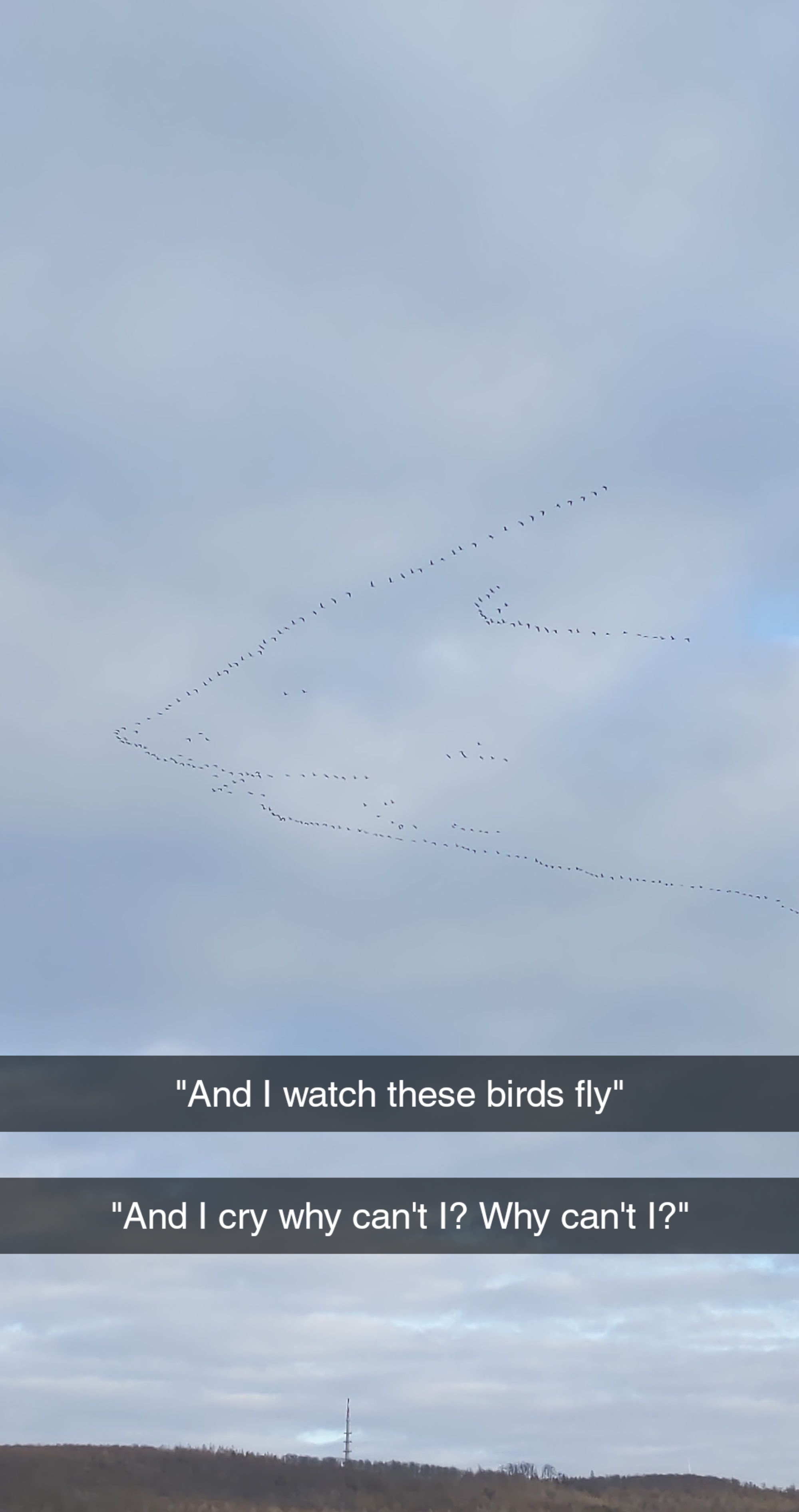 Discover more like Grandson: Birds and Related Content | Scrolller