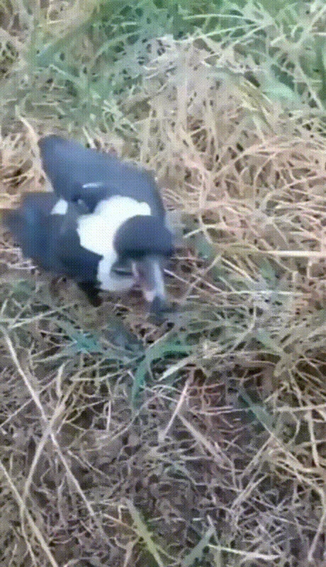 Birds extinguish forest fire | Scrolller