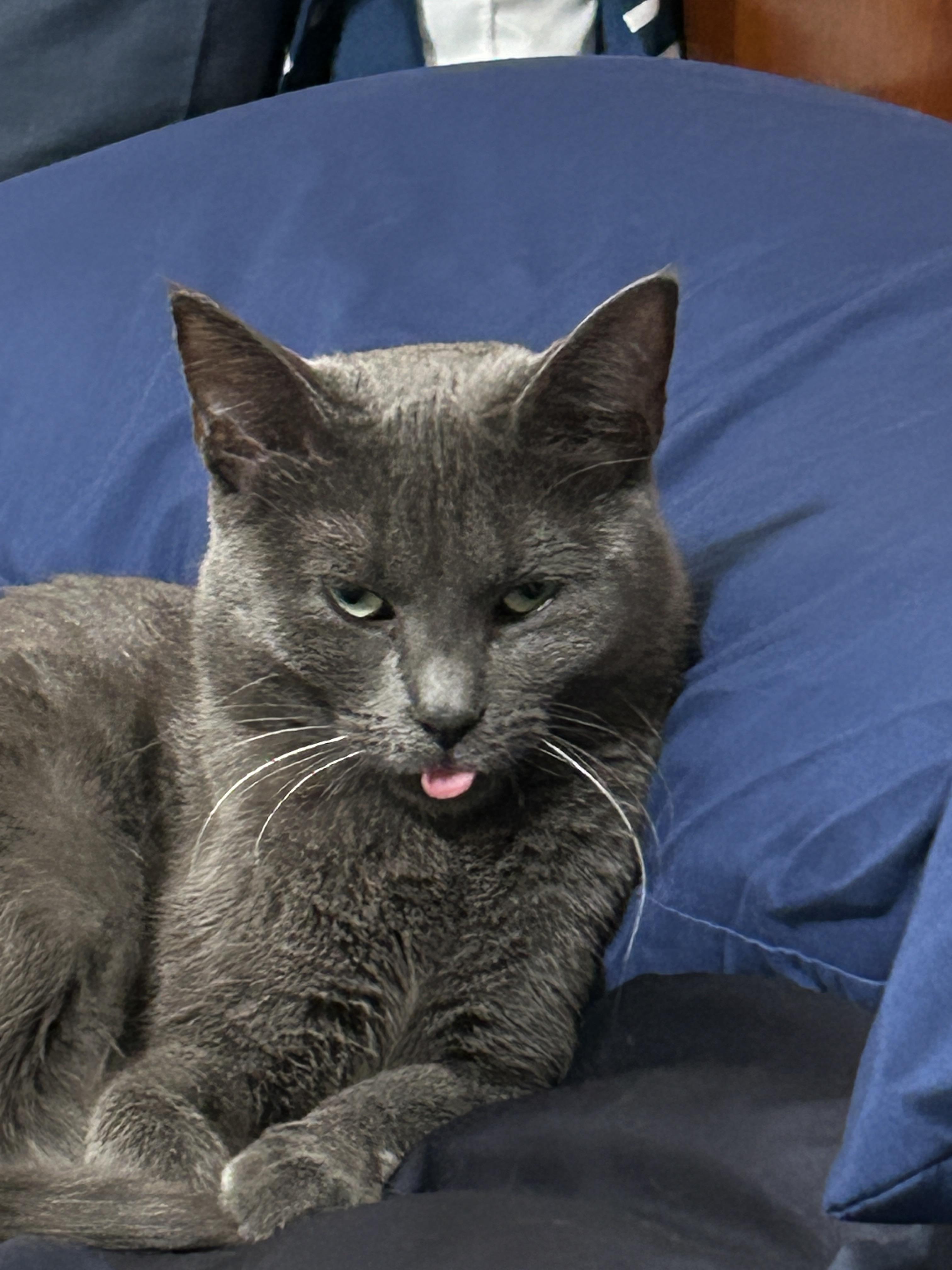 Birthday blep | Scrolller