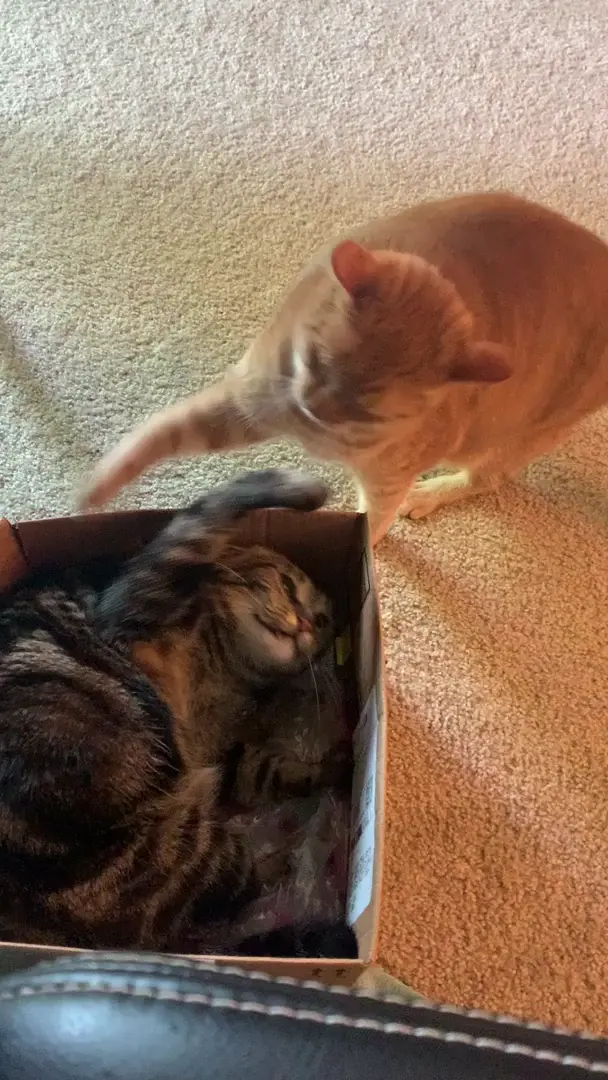 Bitty fight taps | Scrolller