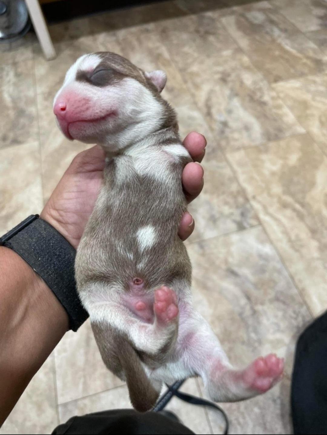 My little man, Theodore Rex, would like to say "Hi!" to everyone here! He's a 7 month old ...