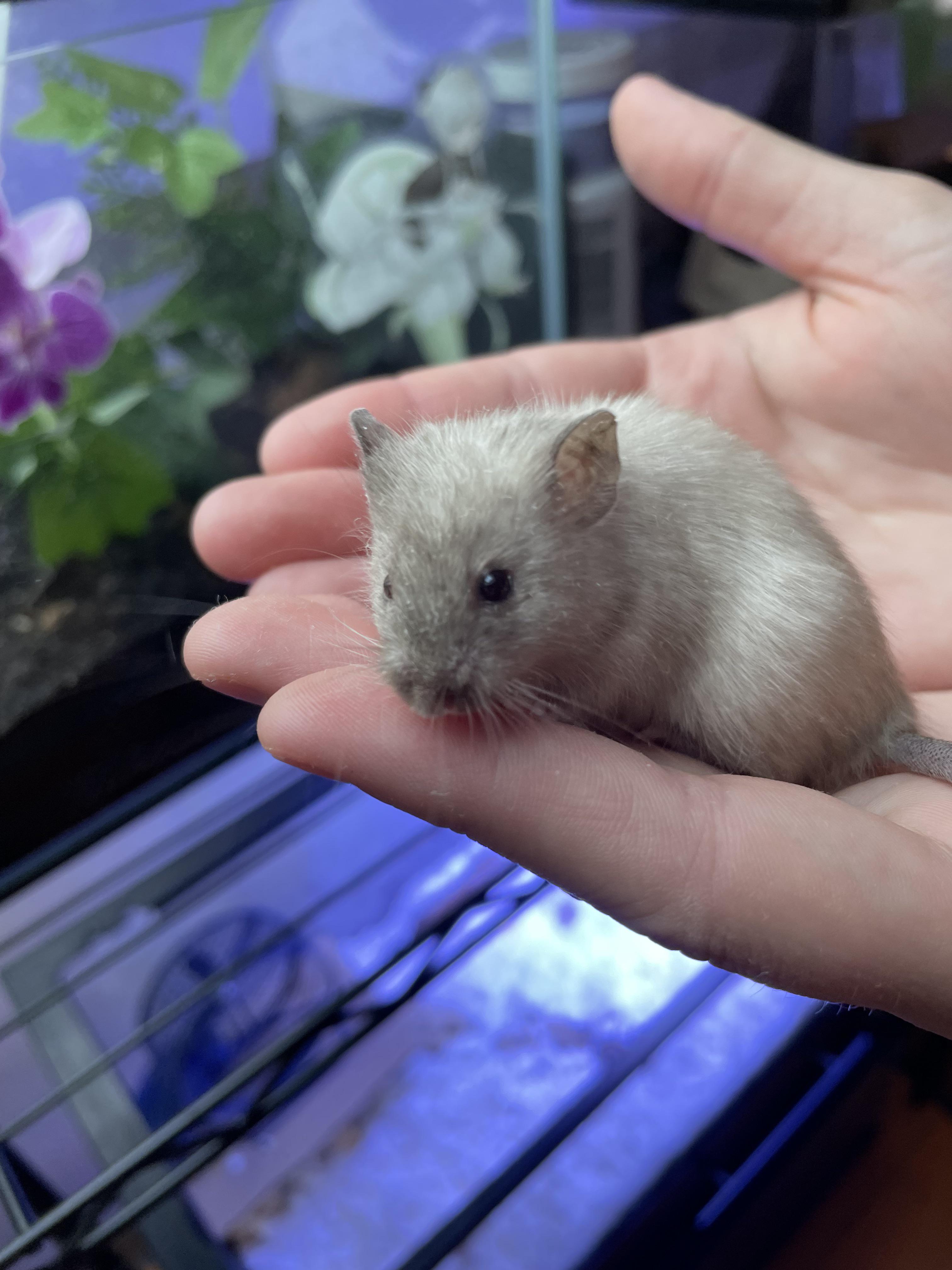 What are these coat colors? | Scrolller