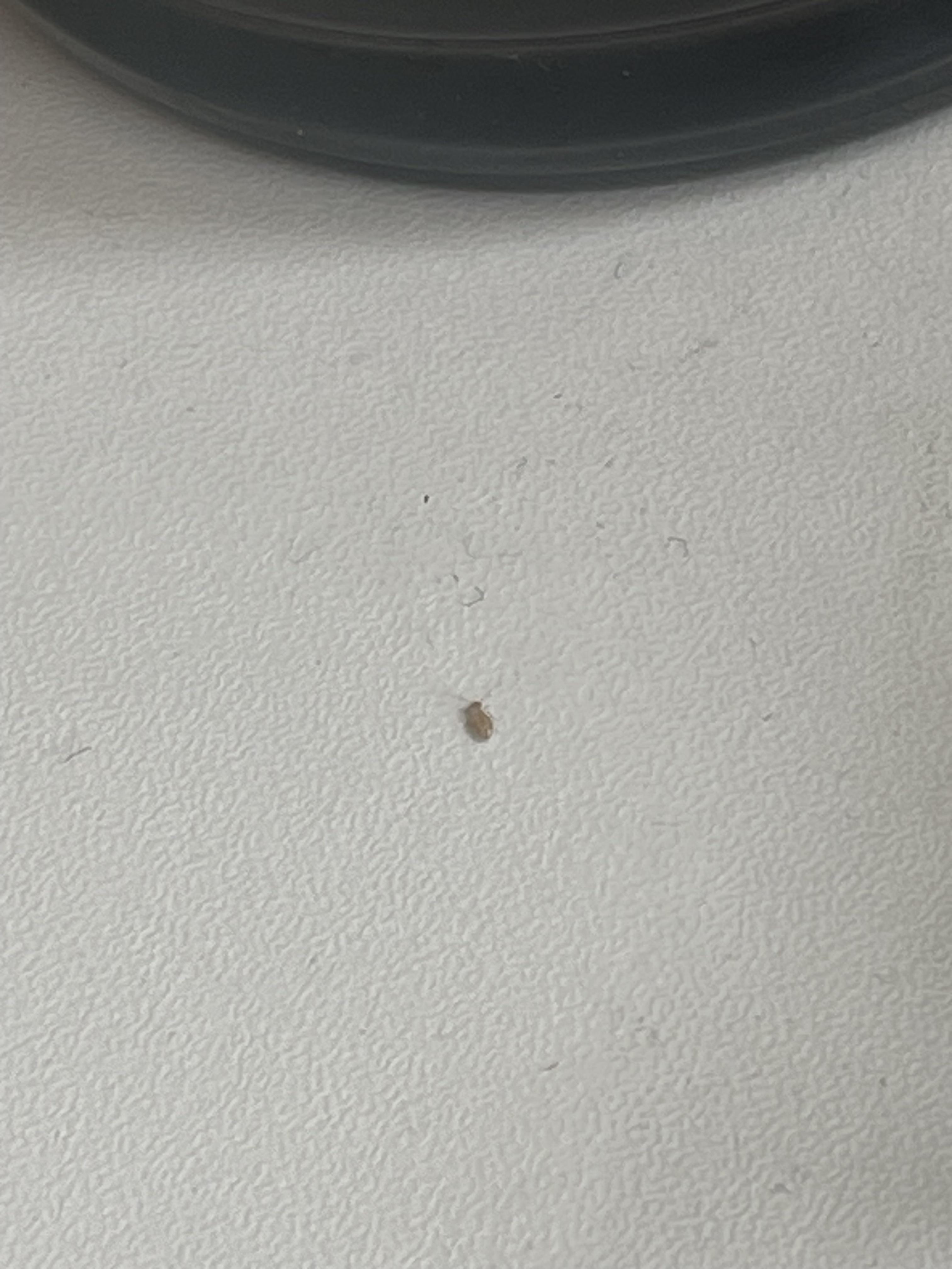 What are these mysterious brown bugs? | Scrolller