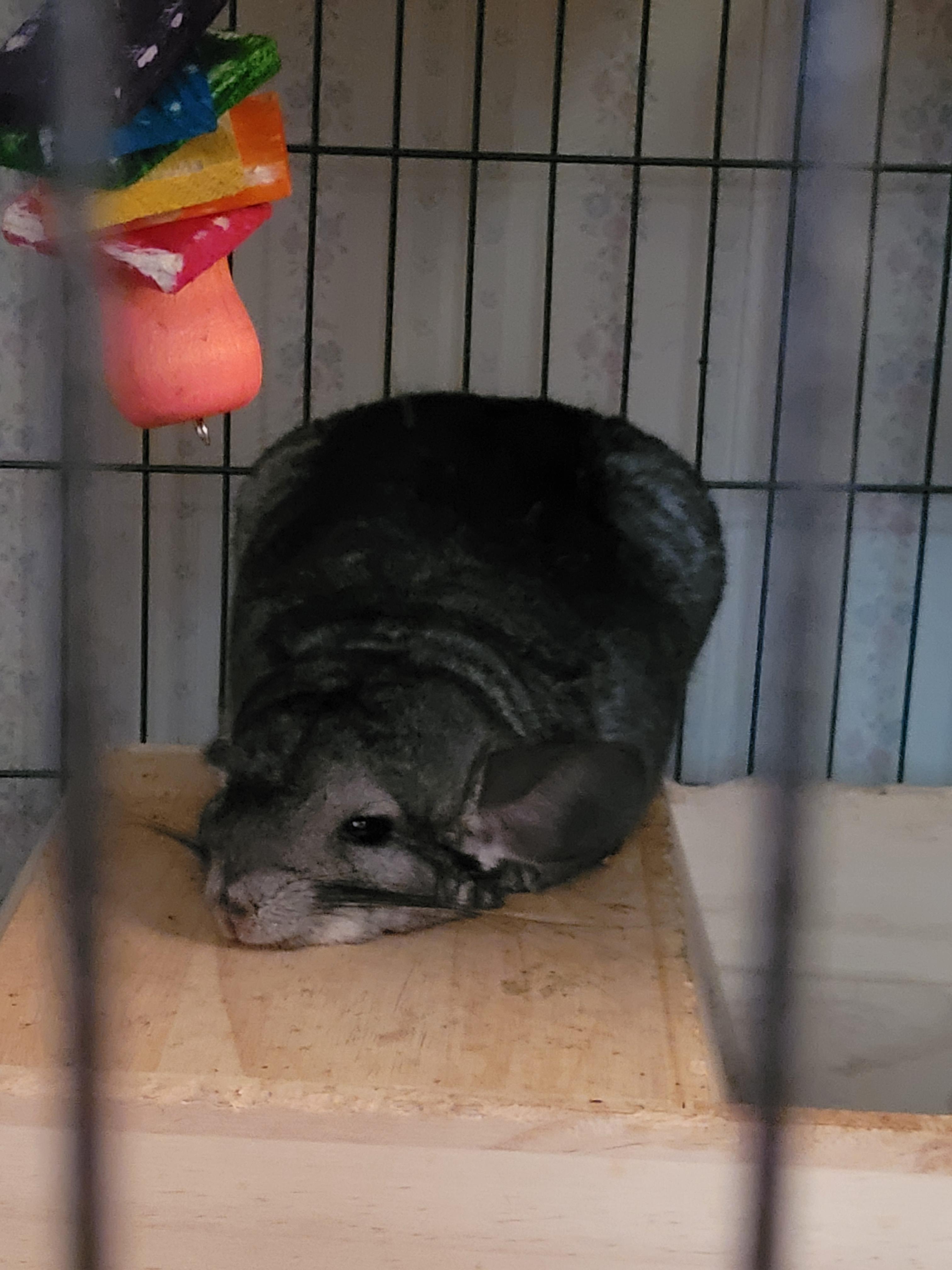 Chinchilla yoga time | Scrolller