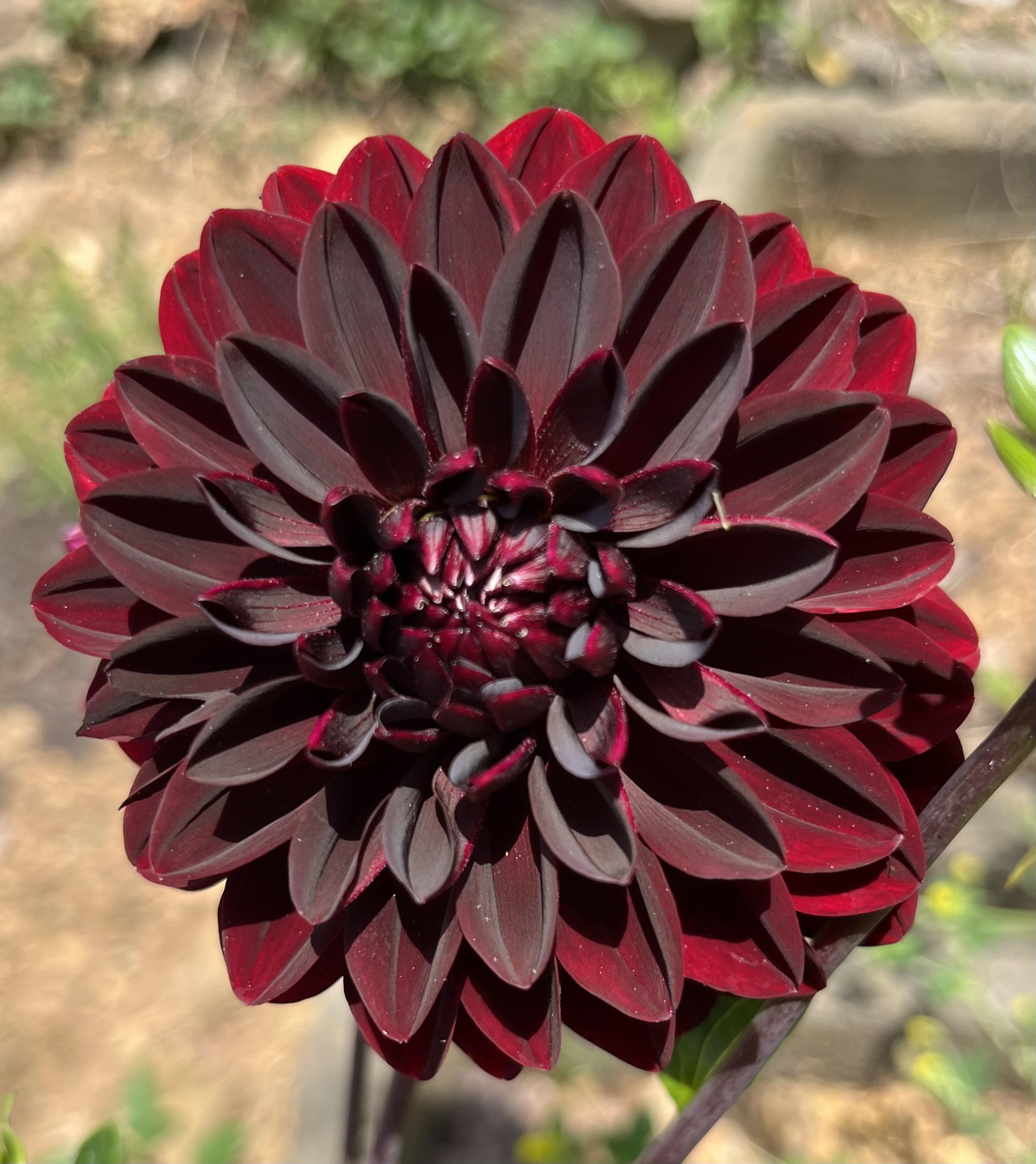 Black dahlia variant | Scrolller