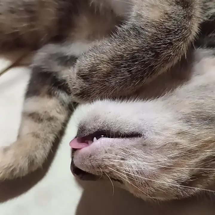 Blep | Scrolller