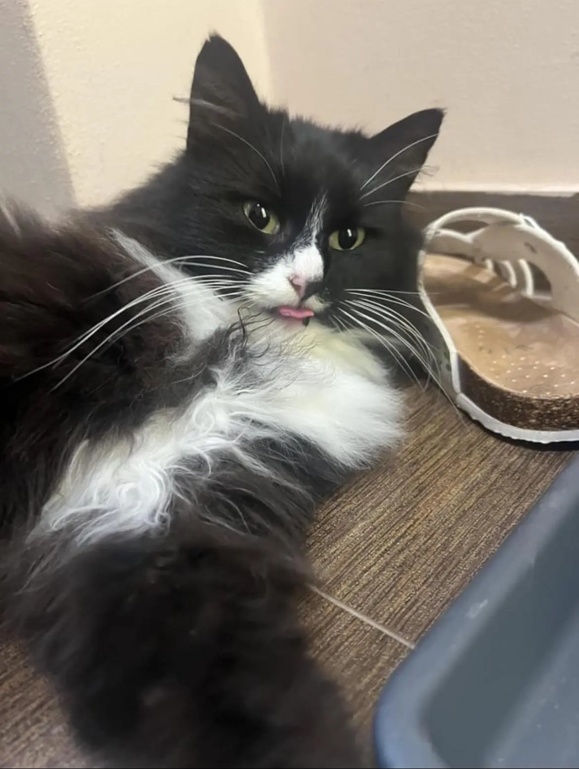 Discover more like Blep: Blep and Related Content | Scrolller
