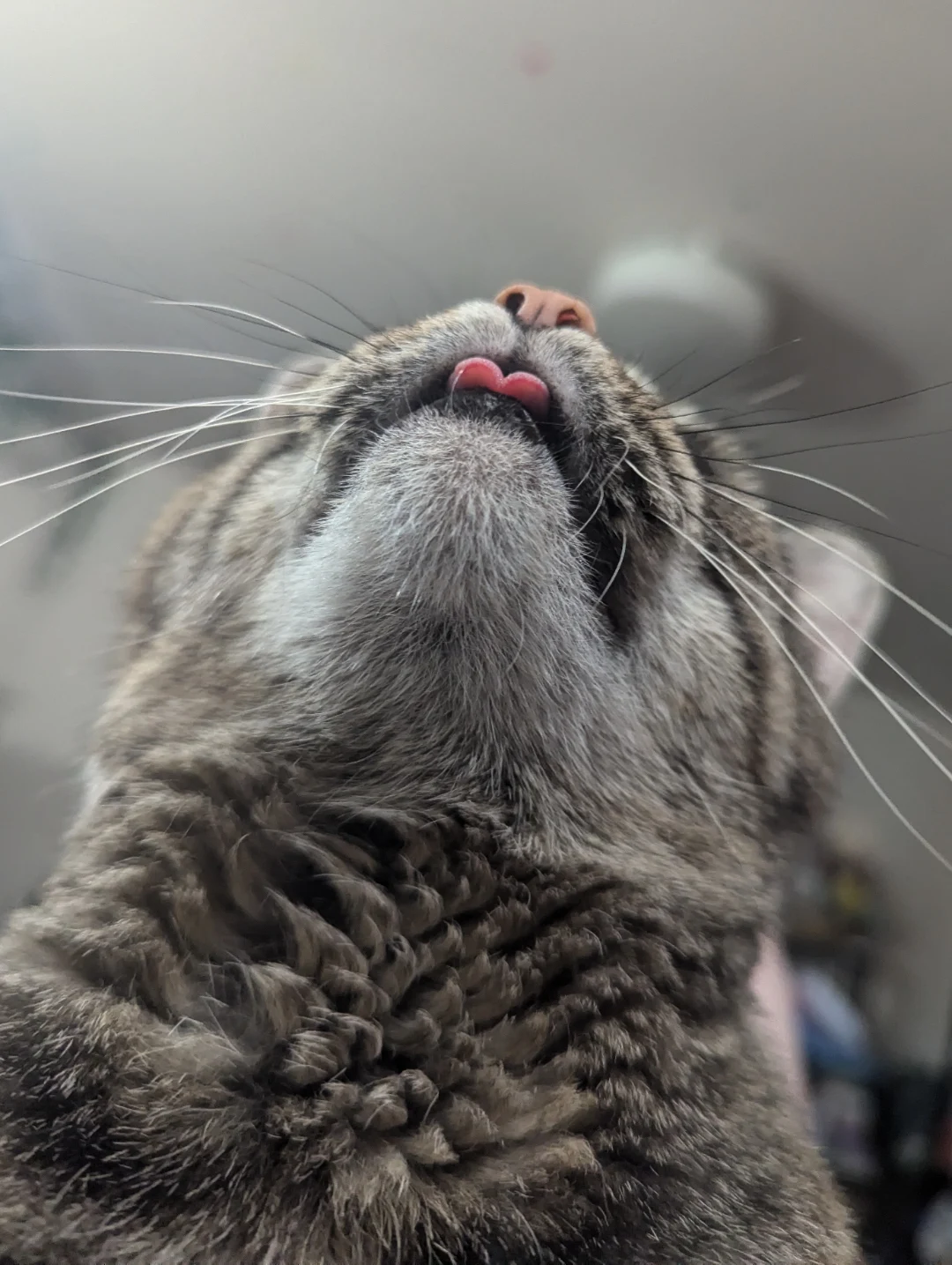 Blep from below :3 | Scrolller